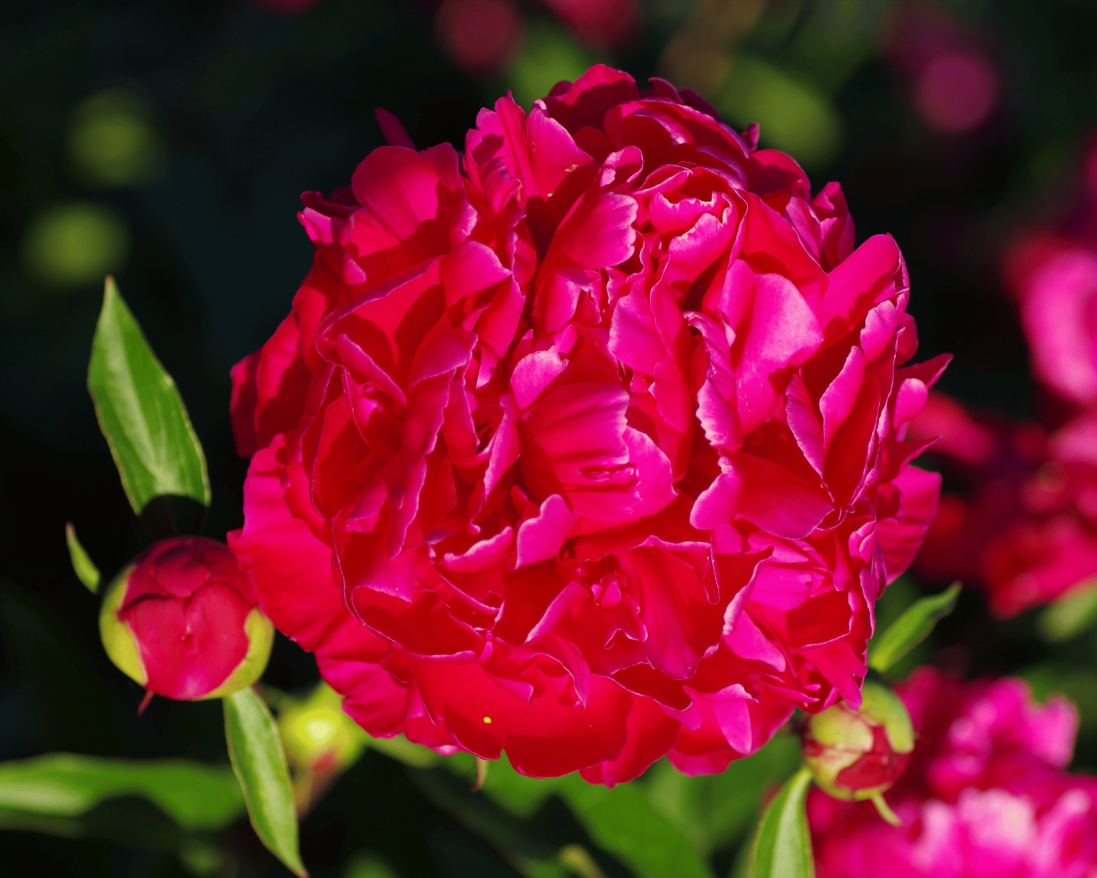 The Beauty of Chinese Peonies (Paeonia lactiflora) | STANNOBELLO